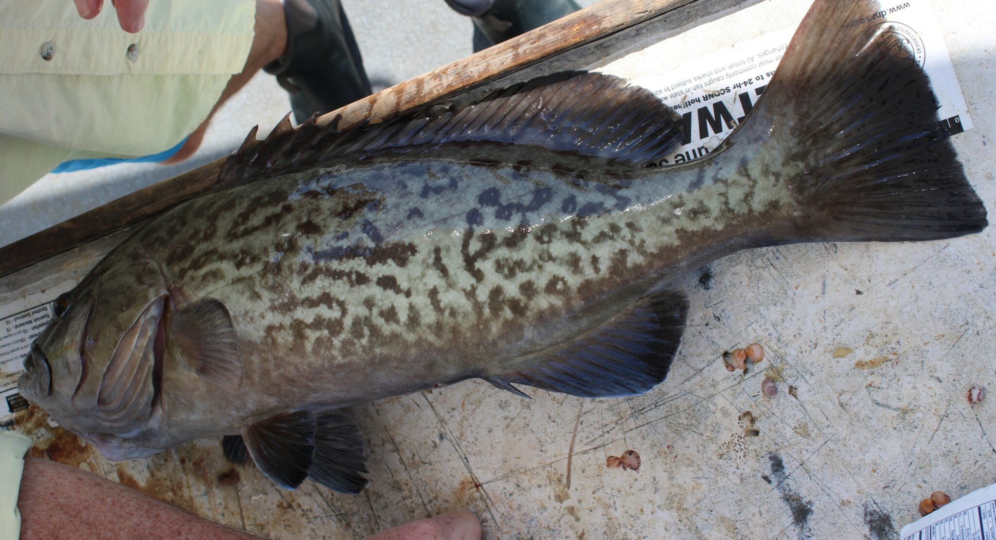 Grouper, Gag - South Atlantic Fishery Management Council