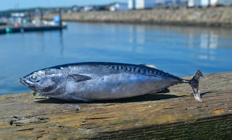 Mackerel, Bullet - South Atlantic Fishery Management Council