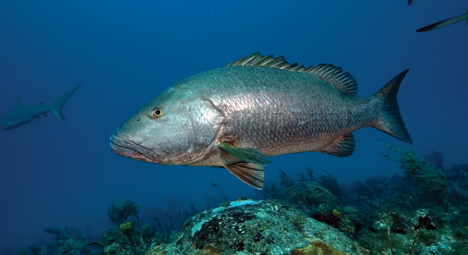 Snapper, Cubera - South Atlantic Fishery Management Council
