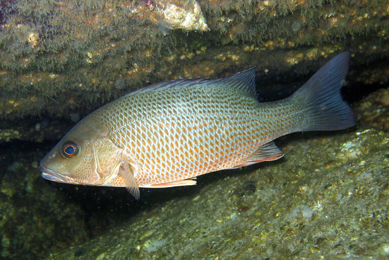 Snapper, Gray - South Atlantic Fishery Management Council