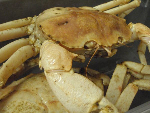 June 2022 Golden Crab AP Meeting - South Atlantic Fishery Management ...