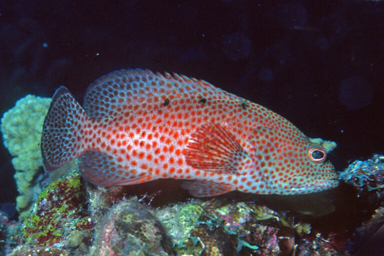 Grouper, Graysby - South Atlantic Fishery Management Council