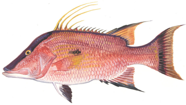 Hogfish - South Atlantic Fishery Management Council