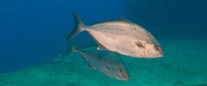 Amberjack, Lesser - South Atlantic Fishery Management Council
