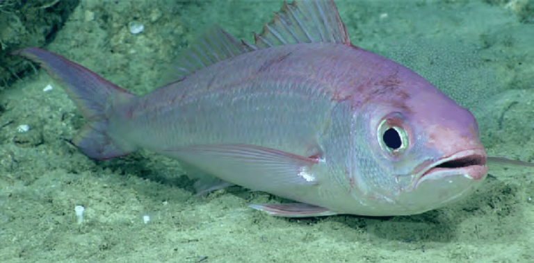 Snapper, Queen - South Atlantic Fishery Management Council
