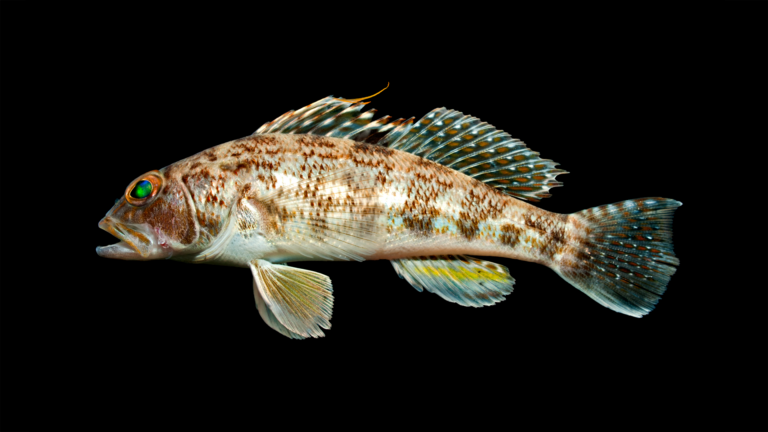 Sea Bass, Rock - South Atlantic Fishery Management Council