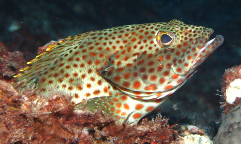 Grouper, Rock Hind - South Atlantic Fishery Management Council
