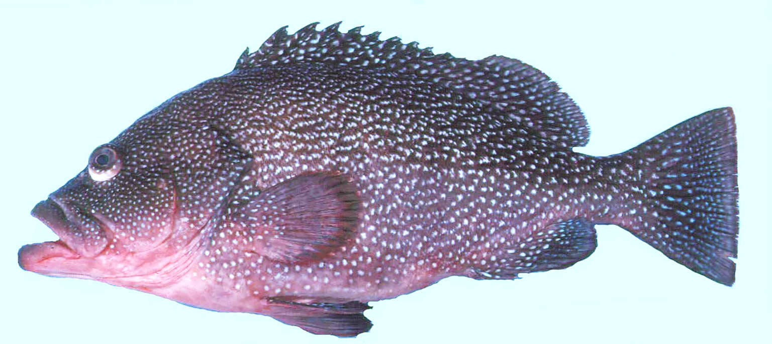 Grouper, Speckled Hind - South Atlantic Fishery Management Council