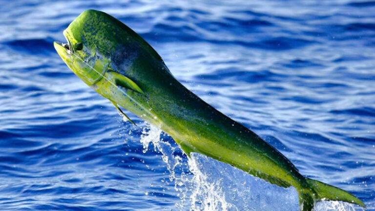 Home - South Atlantic Fishery Management Council