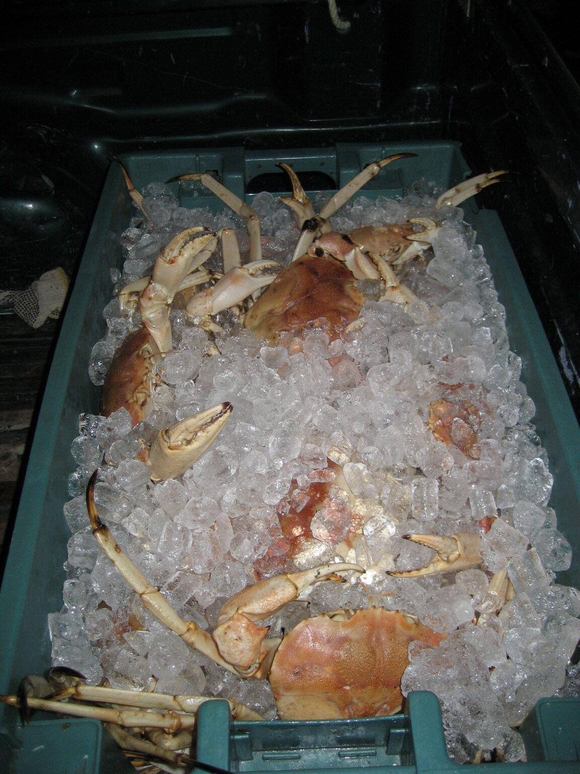 Crab, Golden - South Atlantic Fishery Management Council