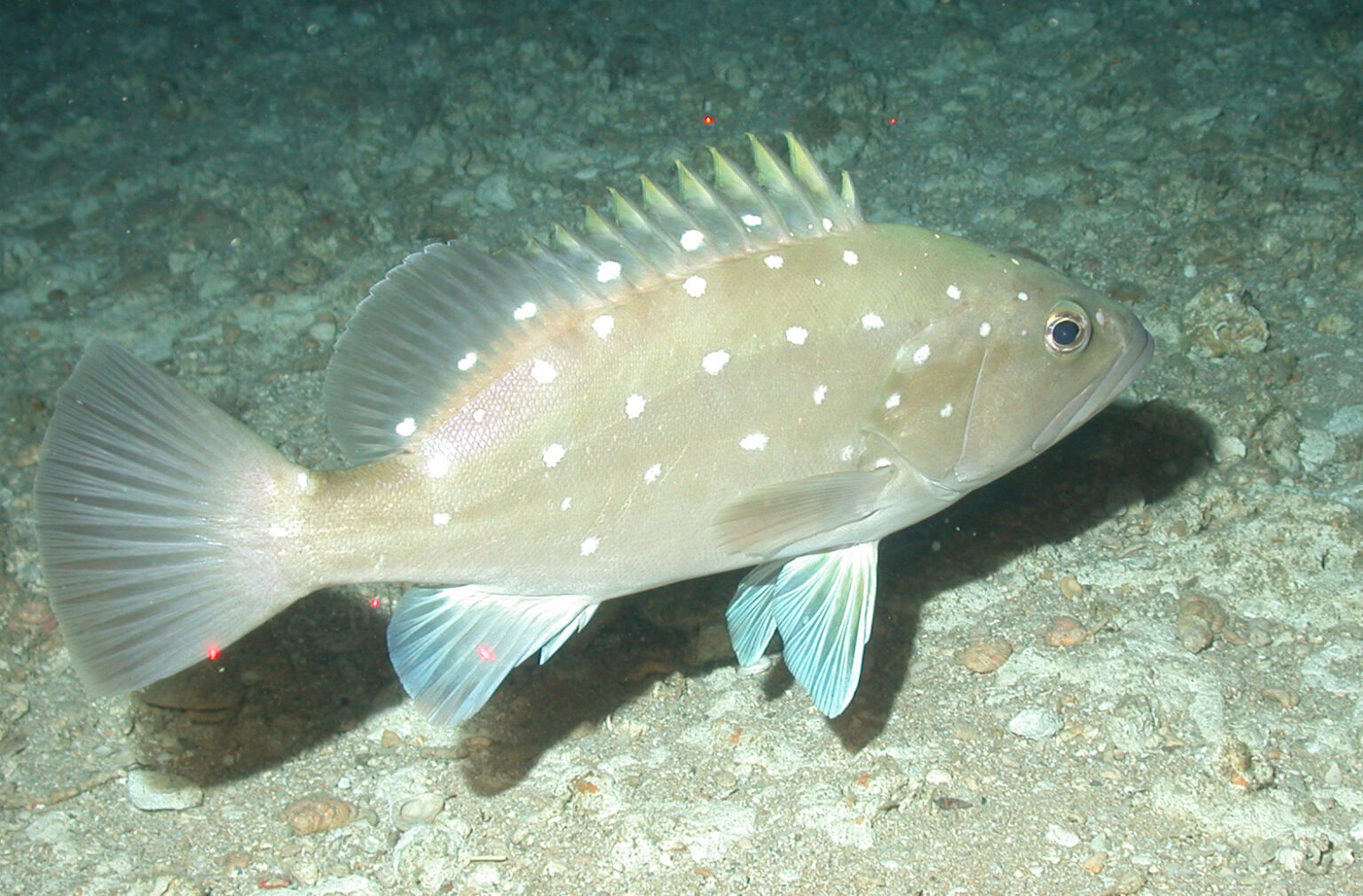 Grouper, Snowy - South Atlantic Fishery Management Council