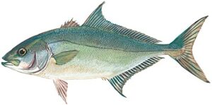 Jack, Almaco - South Atlantic Fishery Management Council