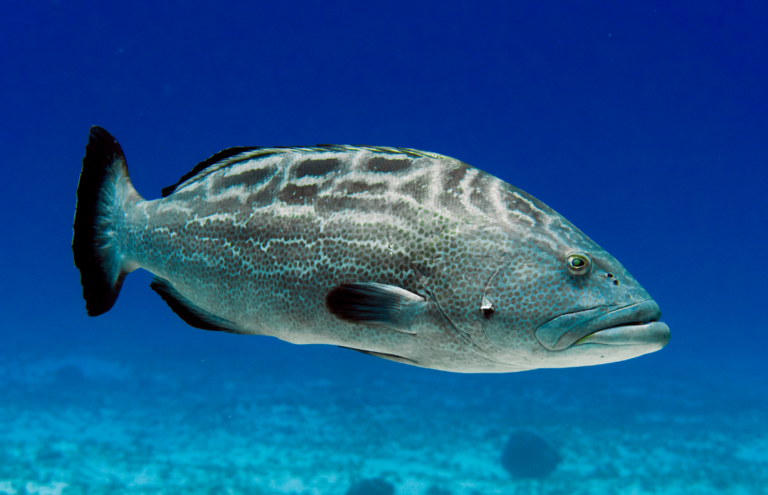 Snapper Grouper - South Atlantic Fishery Management Council