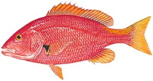 Snapper, Blackfin - South Atlantic Fishery Management Council