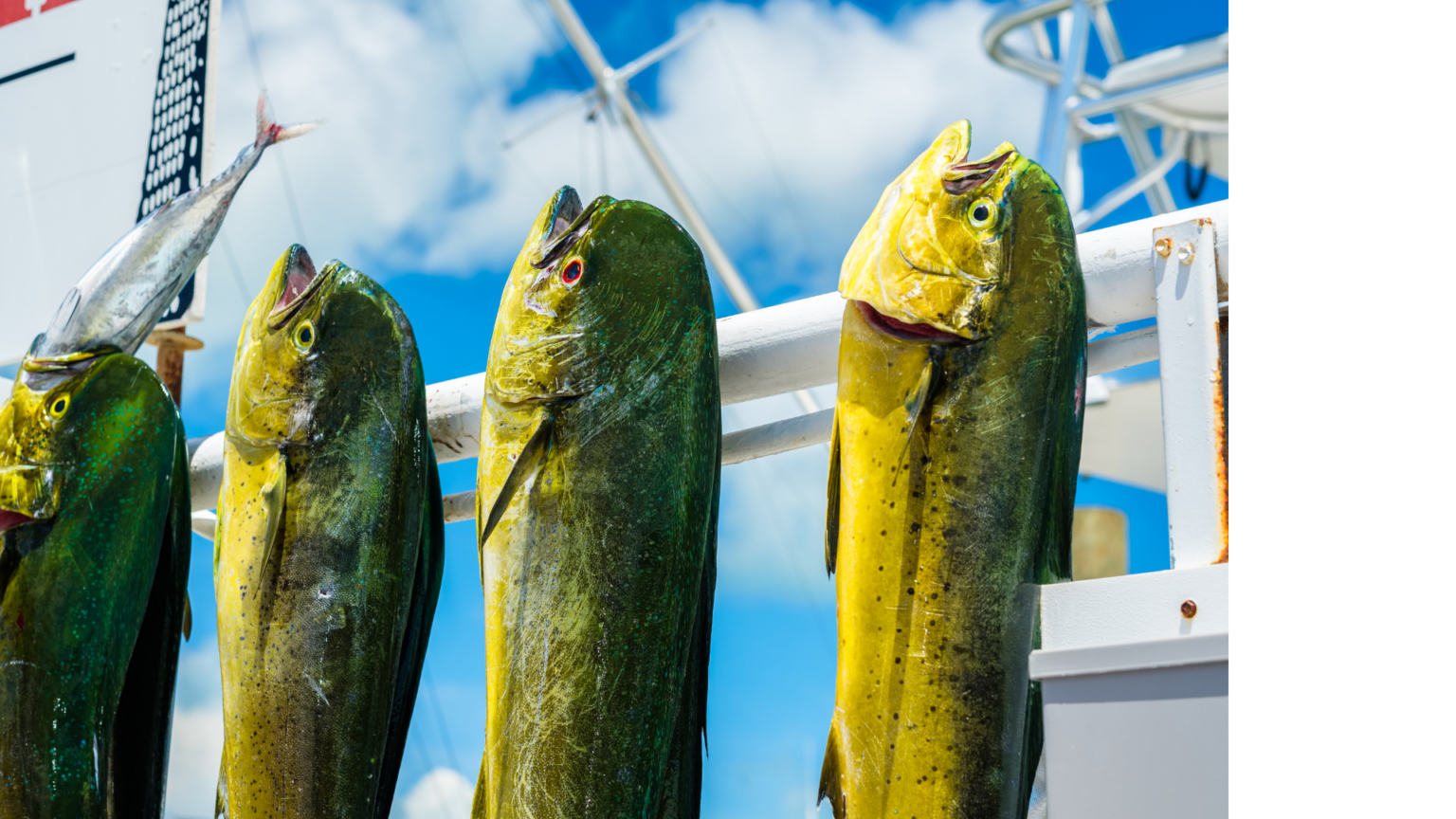 The South Atlantic Bite - South Atlantic Fishery Management Council