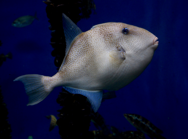 Triggerfish, Gray - South Atlantic Fishery Management Council
