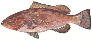 Grouper, Red - South Atlantic Fishery Management Council