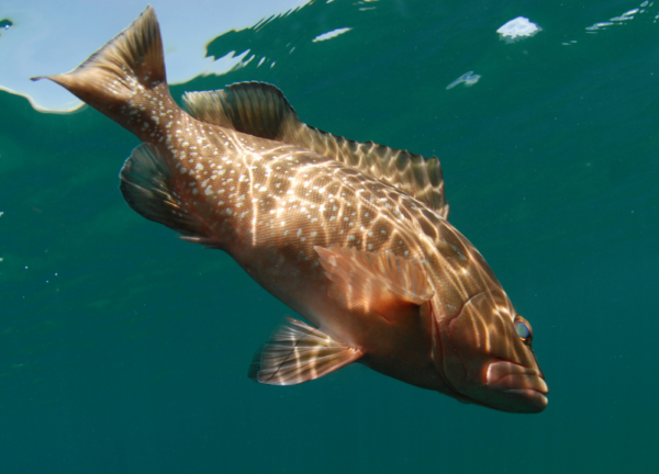 Grouper, Red - South Atlantic Fishery Management Council