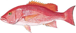 Snapper, Silk - South Atlantic Fishery Management Council
