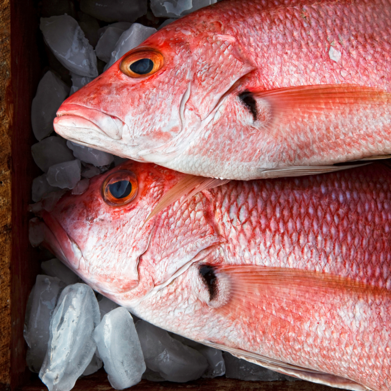 Snapper, Silk - South Atlantic Fishery Management Council