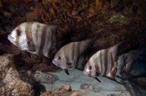 Atlantic Spadefish - South Atlantic Fishery Management Council