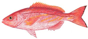 Snapper, Vermilion - South Atlantic Fishery Management Council
