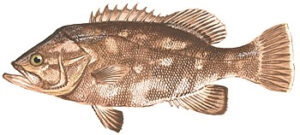 Grouper, Wreckfish - South Atlantic Fishery Management Council
