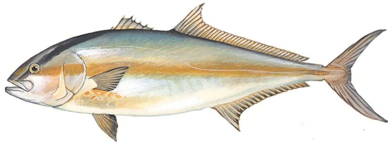 Amberjack, Greater - South Atlantic Fishery Management Council