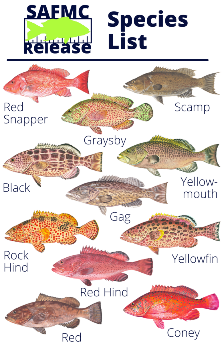 SAFMC Release - South Atlantic Fishery Management Council