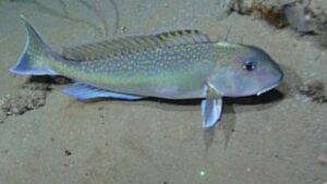 Tilefish, Golden - South Atlantic Fishery Management Council