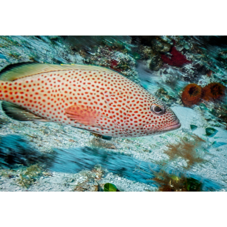 Grouper, Red Hind - South Atlantic Fishery Management Council