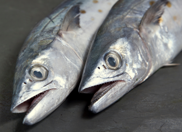 Mackerel, Spanish - South Atlantic Fishery Management Council