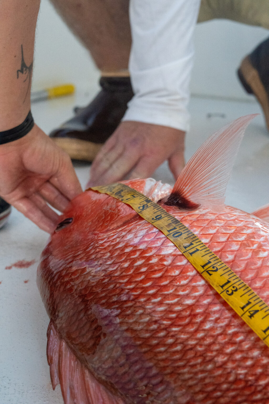 SAFMC Release - South Atlantic Fishery Management Council