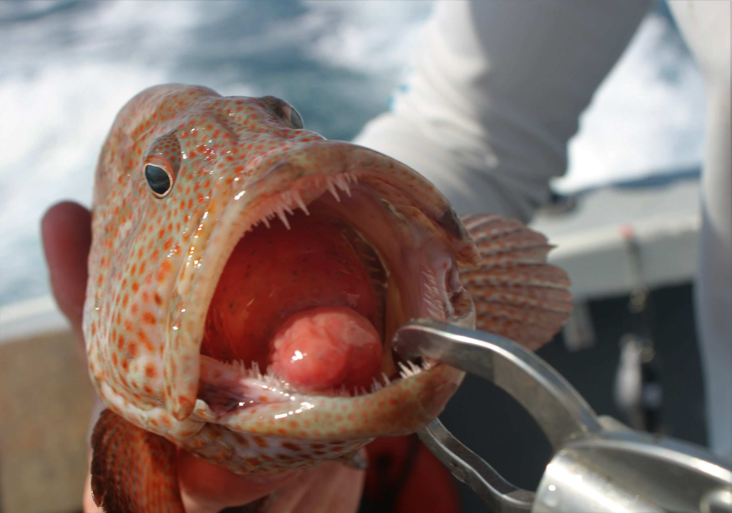 The South Atlantic Bite - South Atlantic Fishery Management Council