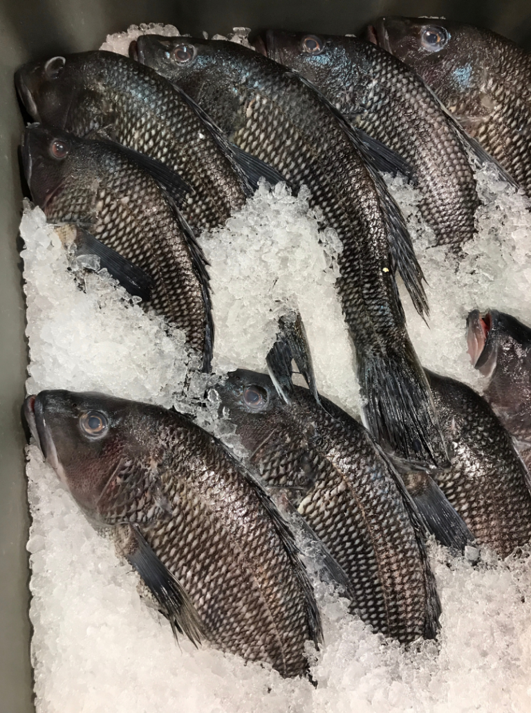 Sea Bass, Black - South Atlantic Fishery Management Council