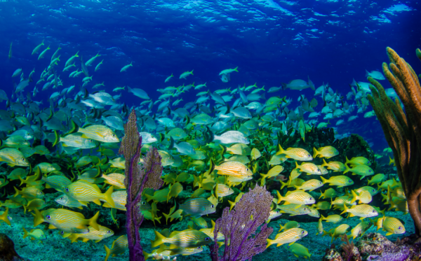 Habitat and Ecosystem - South Atlantic Fishery Management Council