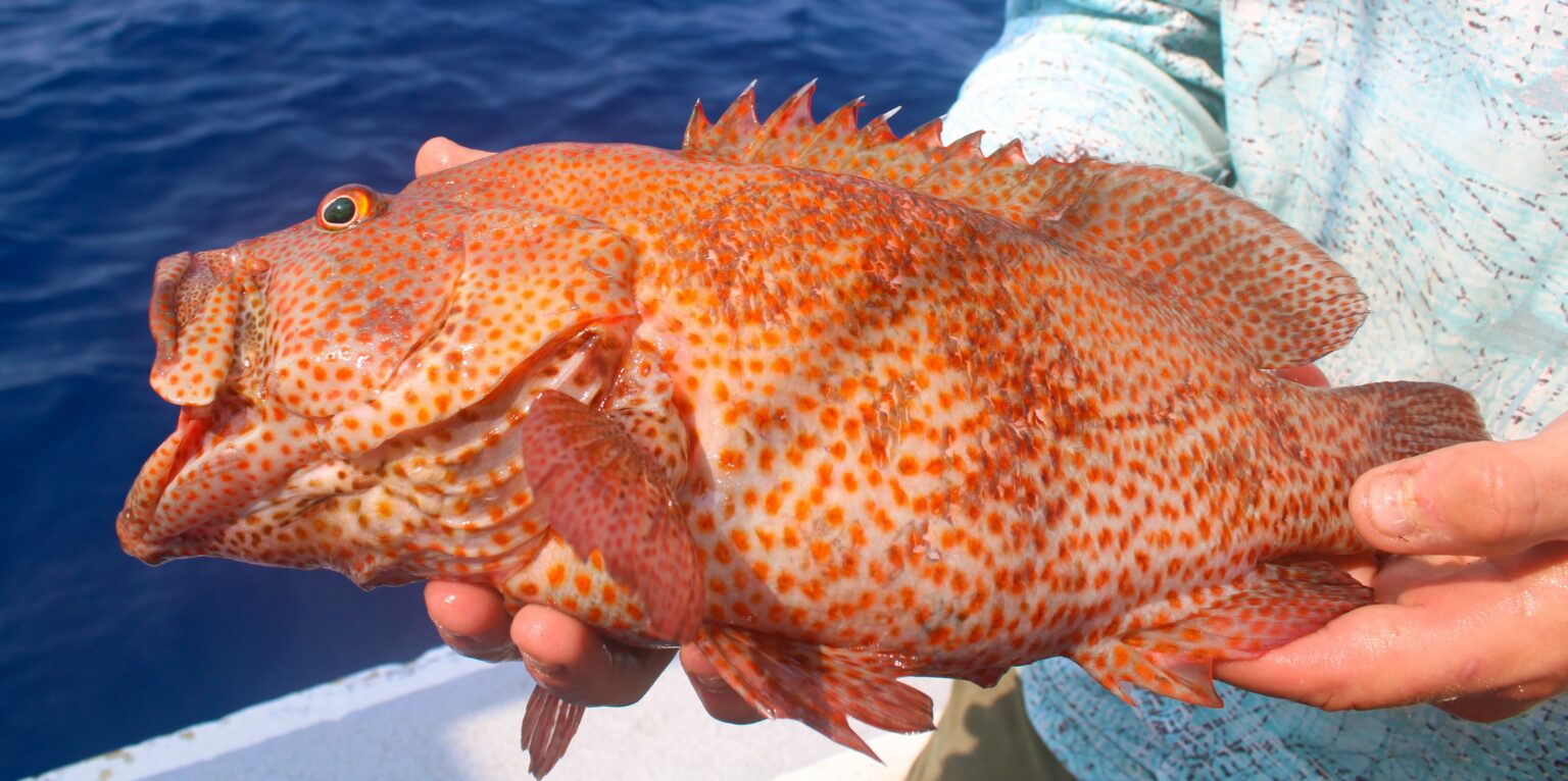 Grouper, Graysby - South Atlantic Fishery Management Council